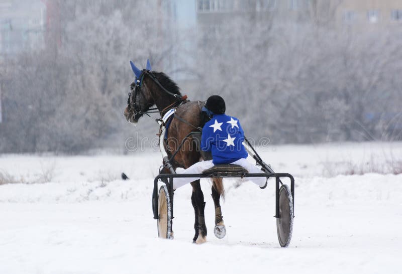 Horse Trotter Breed in Winter. Back View Stock Photo - Image of racing ...