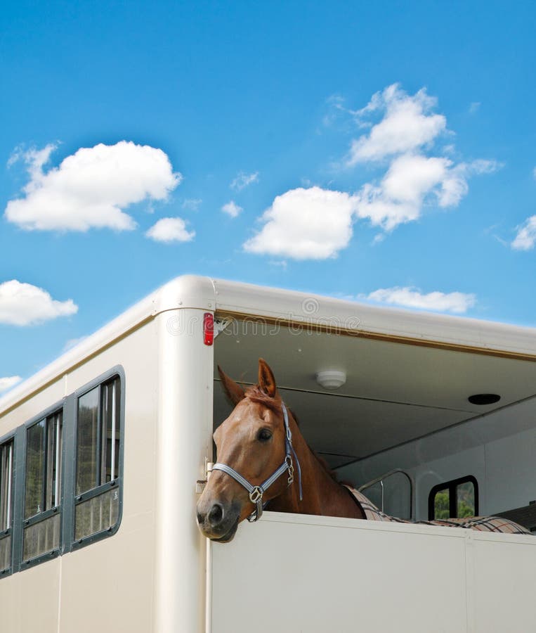Horse in the van stock photo. Image of summer, livestock - 7270476