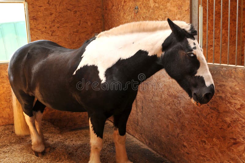 Horse stock image. Image of farming, farm, nature, britain - 57284377