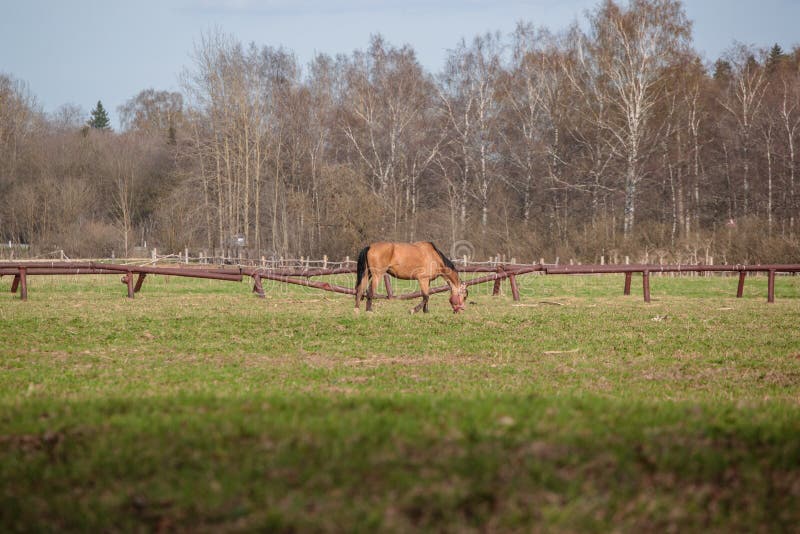Horse for a Walk in the Daytime Stock Photo - Image of horse, light ...
