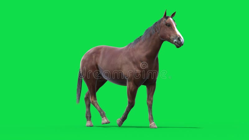Horse Walkcycle Green Screen Animals Loop Front 3D Animations Rendering ... Horse Walkcycle Green Screen Animals Loop Front 3D Animations Rendering ...