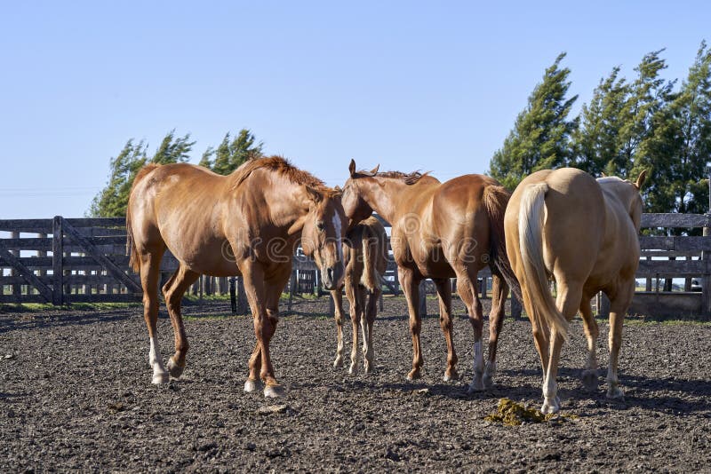 Horse Walking Around Ranch stock photo. Image of america - 210250190