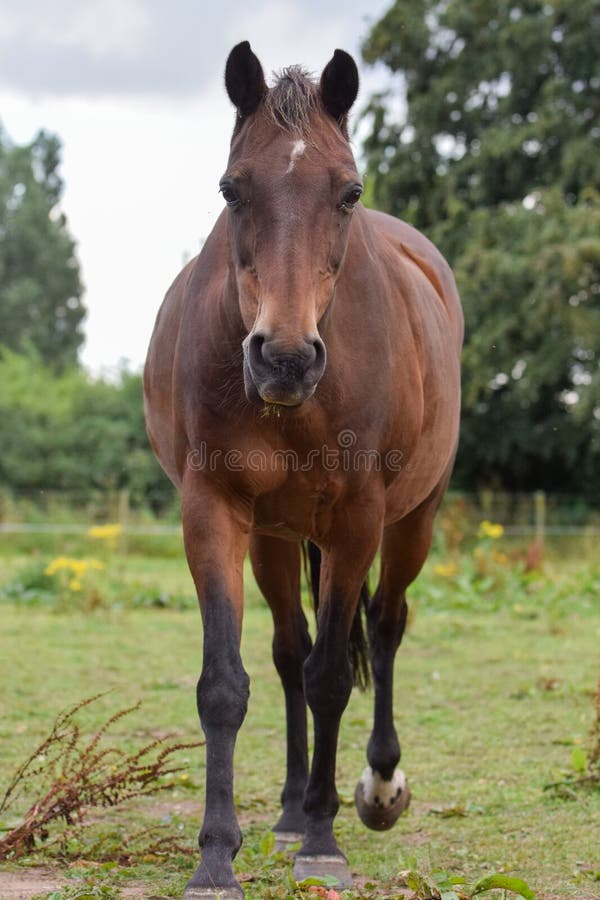 Horse walking stock image. Image of walking, equestria - 227364927