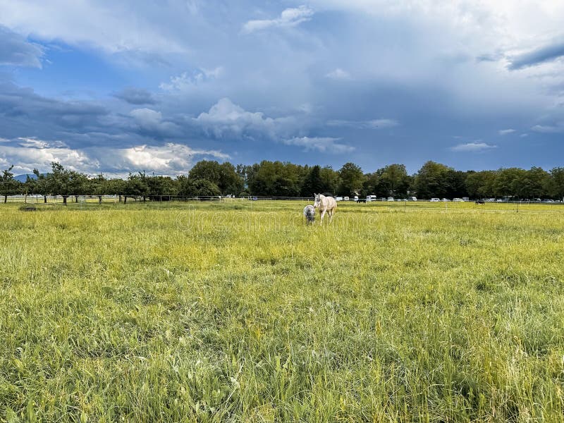 Horse is Walking in a Field with a Cloudy Sky in the Background Stock ...