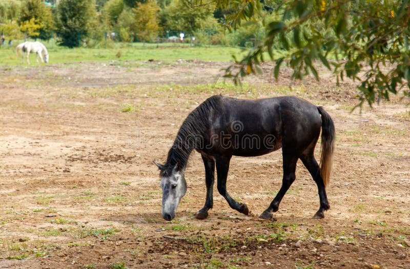 A Horse is Walking in a Field with a Tree Behind it Stock Photo - Image ...