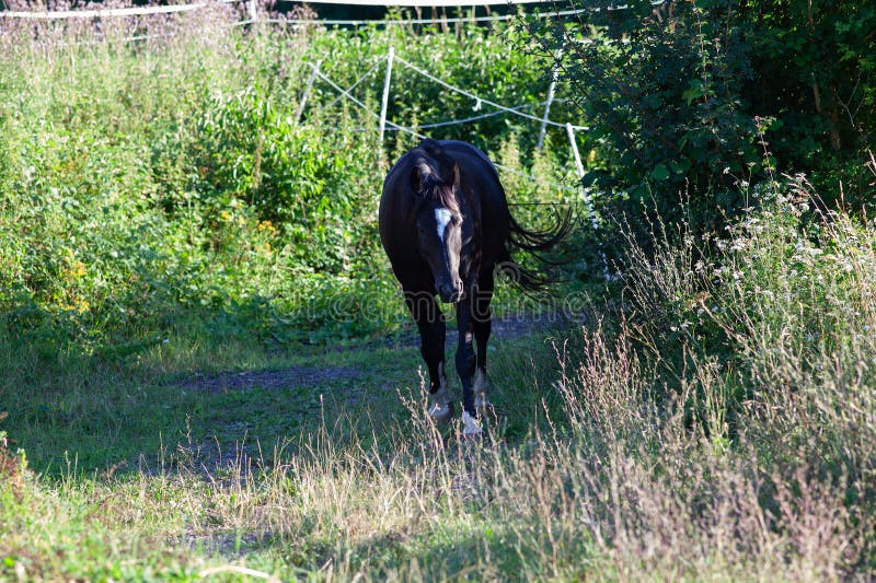 Horse Walking in the Paddock Trail, Open Stable, on a Path between ...