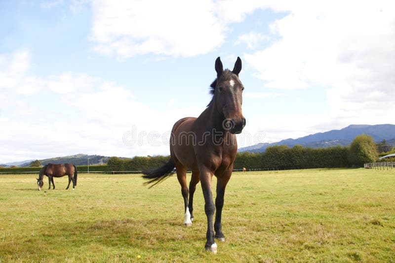 Brown Arabian Horse Running Gallop on Pasture Stock Image - Image of ...