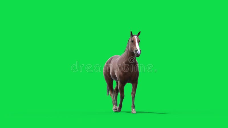 Horse Walks Green Screen Front Animals 3D Animations Rendering Stock ...