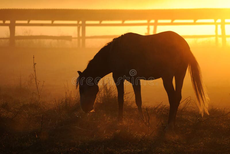 The Horse Walks in the Paddock Stock Photo - Image of foal, nature ...