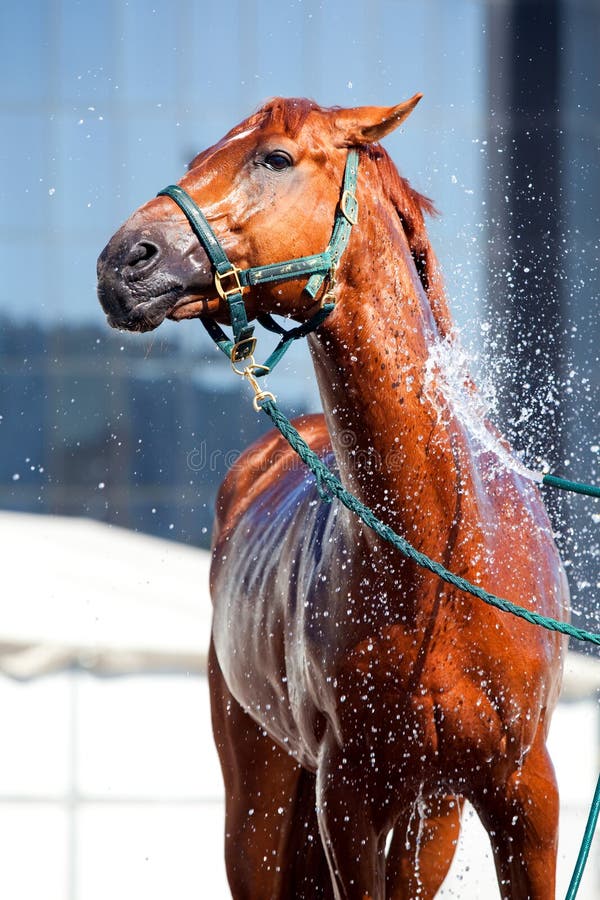 Horse wash stock photo. Image of water, emotion, chestnut - 22883906