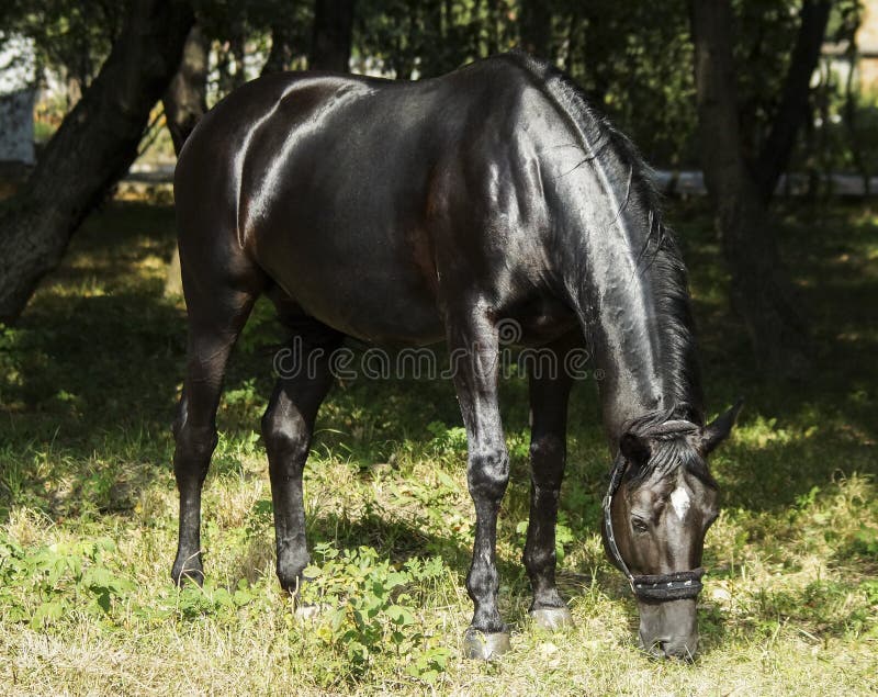 Horse with Wavy Mane Eating Green Grass from the Ground Stock Image ...