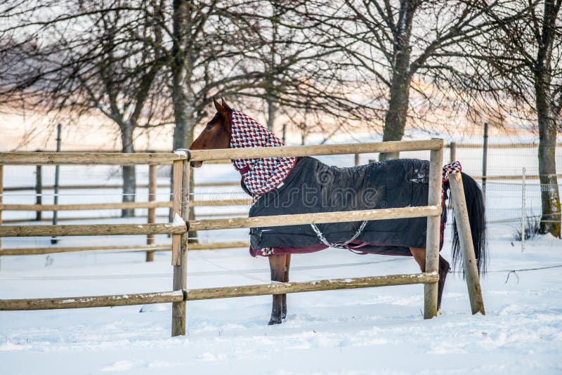 509 Horse Wearing Clothes Stock Photos - Free & Royalty-Free Stock ...