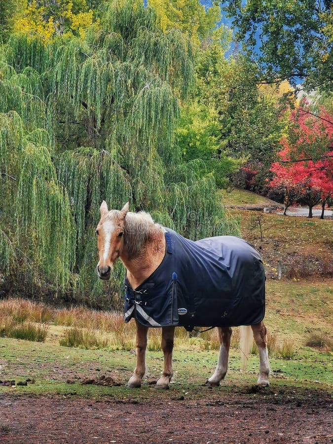 A Horse Wearing a Horsecloth on a Paddock Stock Photo - Image of farm ...