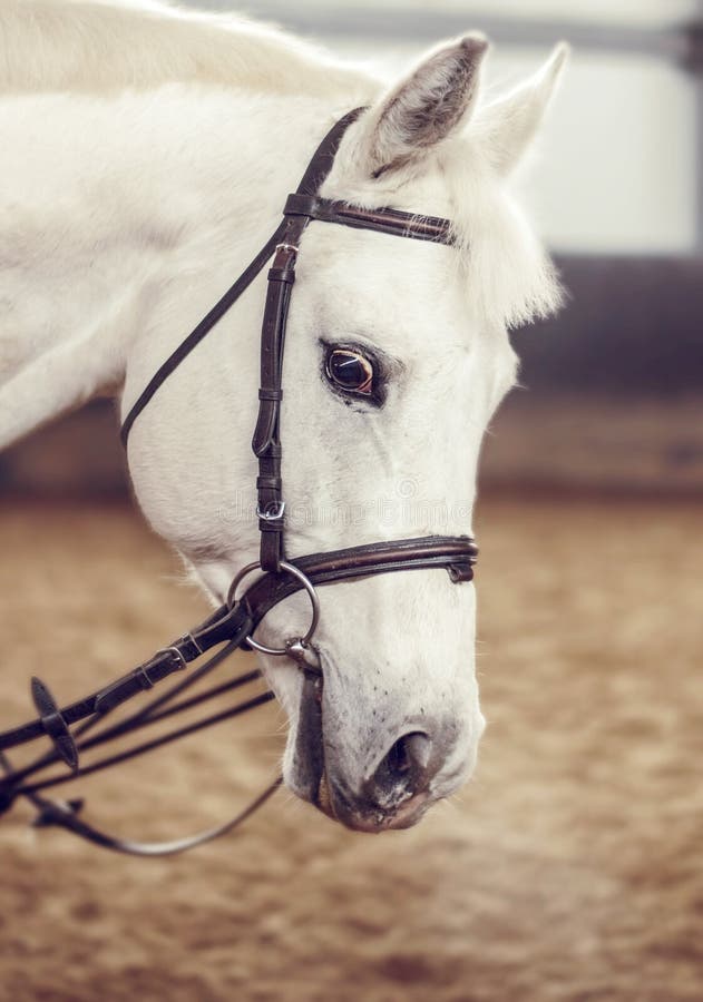 Horse stock photo. Image of white, sport, riding, animal - 52001550