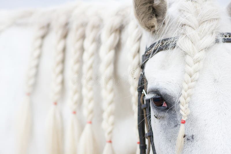 Horse stock photo. Image of animal, farm, horse, village - 46279424