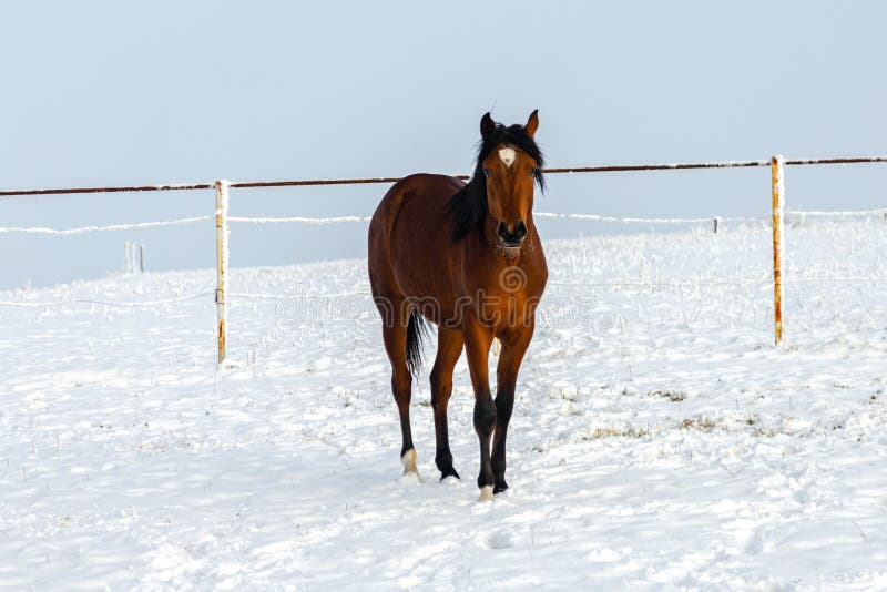 A horse in the winter stock image. Image of green, outside - 259999043