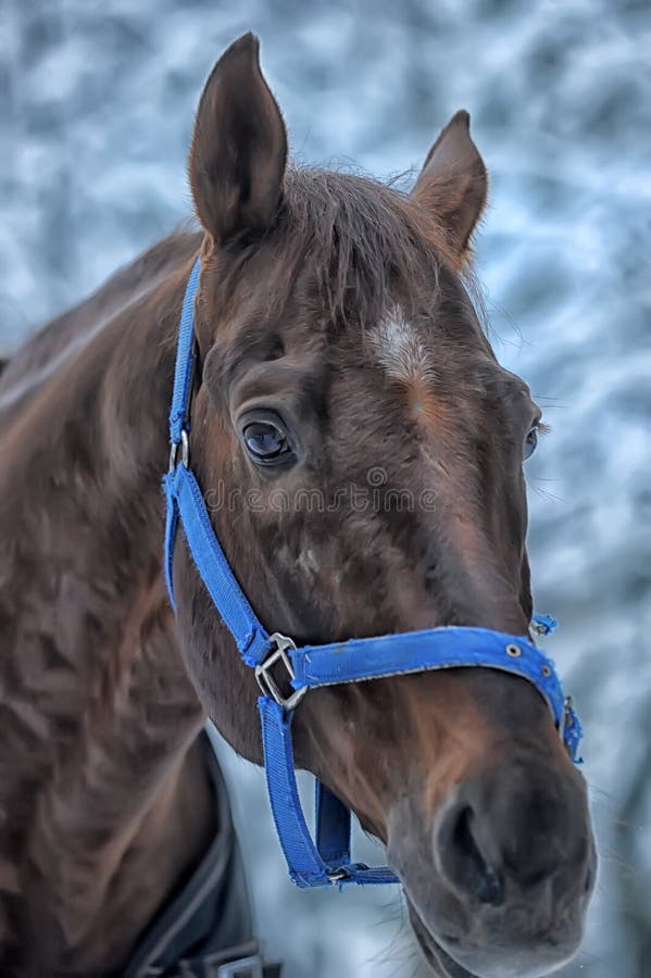 Horse in winter stock photo. Image of farm, black, beauty - 35968742