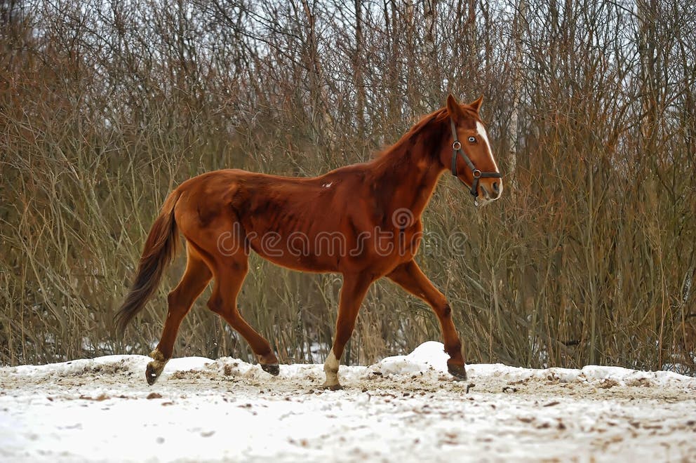 Horse in Winter in a Paddock in the Forest Stock Photo - Image of ...