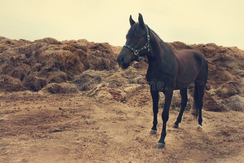 Horse in the yard stock photo. Image of crop, harvest - 23595076