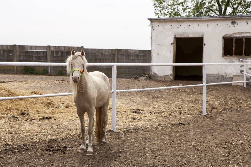 Horse in the yard stock photo. Image of beauty, black - 79197538