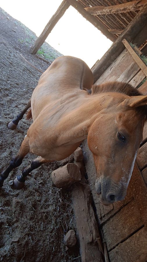 Horse zoo beautyful stock image. Image of head, grazing - 251467239