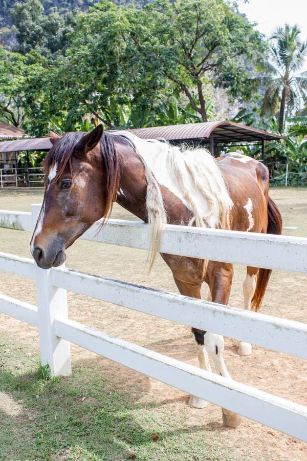 Horse in the zoo stock photo. Image of equine, zookeeper - 70597122