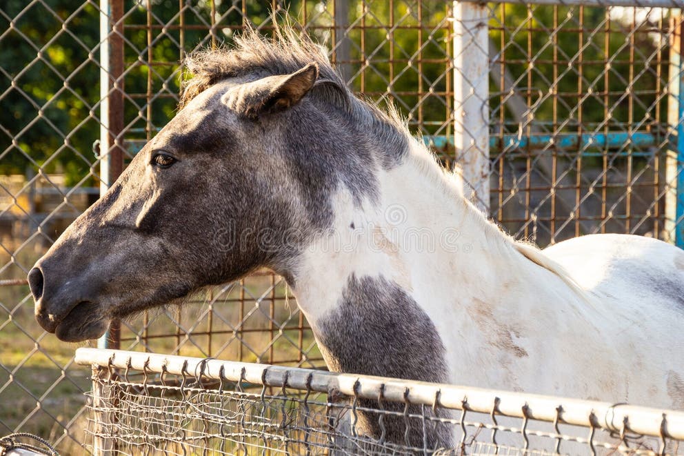 Horse, horse in the zoo stock photo. Image of domestic - 357264524