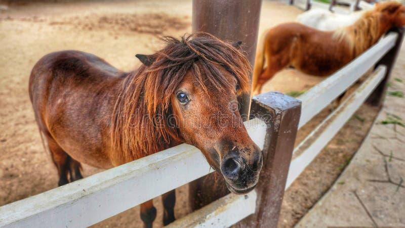 Horse in the zoo stock photo. Image of halter, wildlife - 285700290