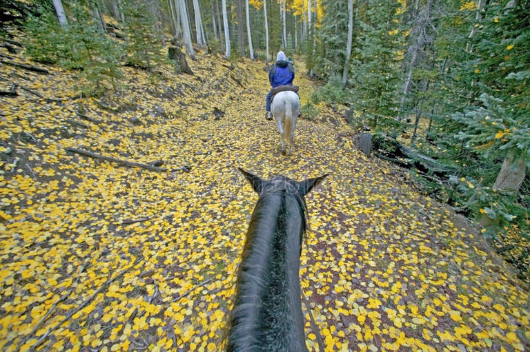 573 Horseback Riding Trail Forest Stock Photos - Free & Royalty-Free ...