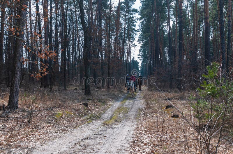 Horseback Riding. Horseback Riding in the Forest Stock Image - Image of ...