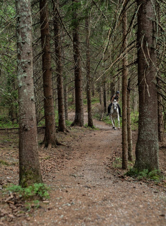 Horseback Riding in the Forest Stock Image - Image of girl, sports ...