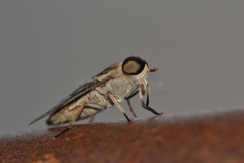 Horsefly / Gadfly stock photo. Image of nature, perching - 228798846