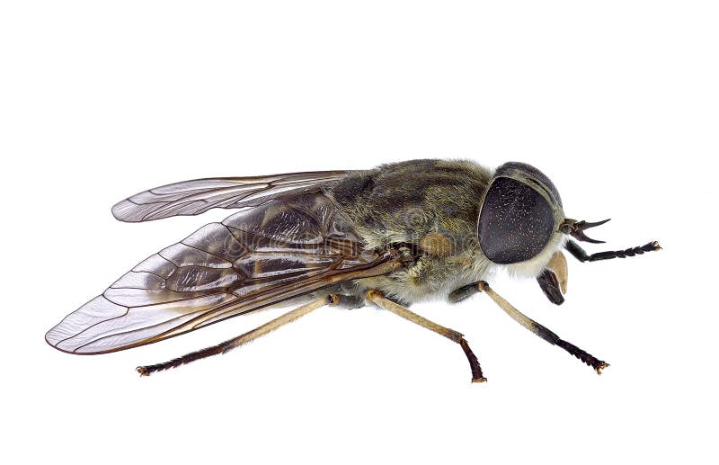 Horsefly (Tabanus Sp. ) in Lateral View Stock Photo - Image of hairy ...