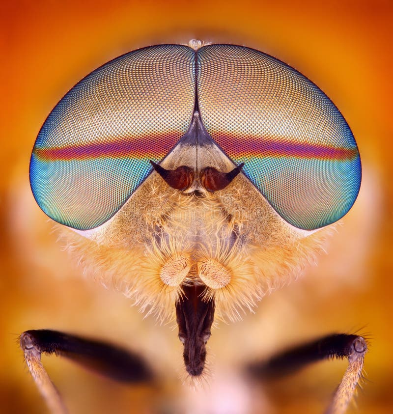 Horse fly stock image. Image of colorful, extreme, nature - 14718633