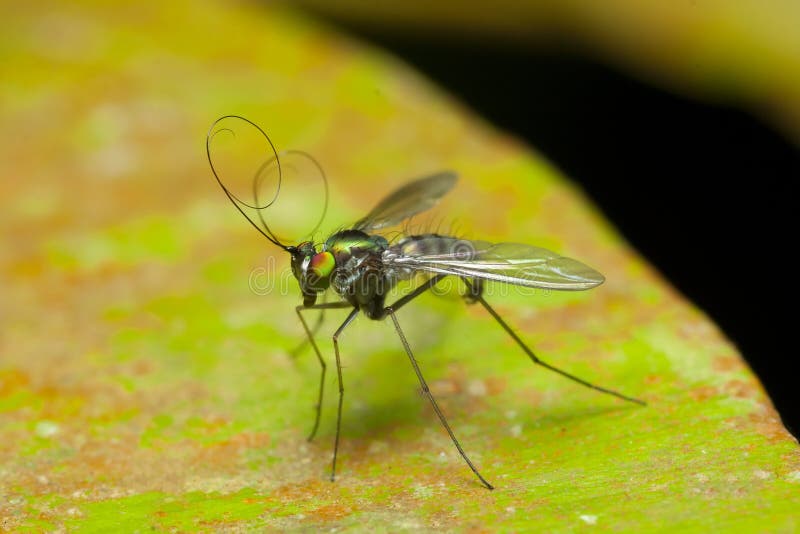 Fluga/broms/broms fotografering för bildbyråer. Bild av close - 65496221