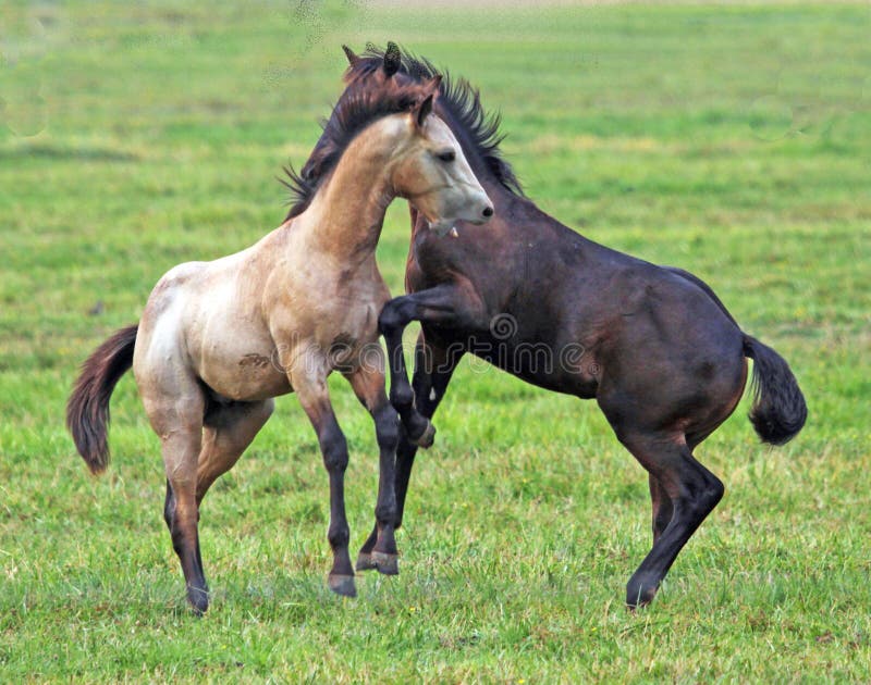 Horseplay stock photo. Image of ponies, colts, action - 81227444