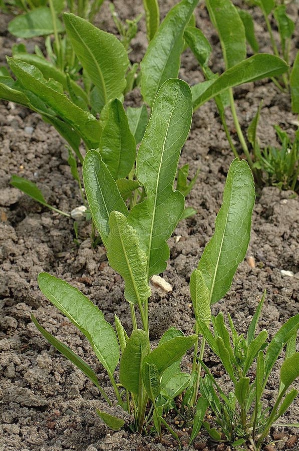 Armoracia rusticana stock photo. Image of plant, agriculture - 35972600