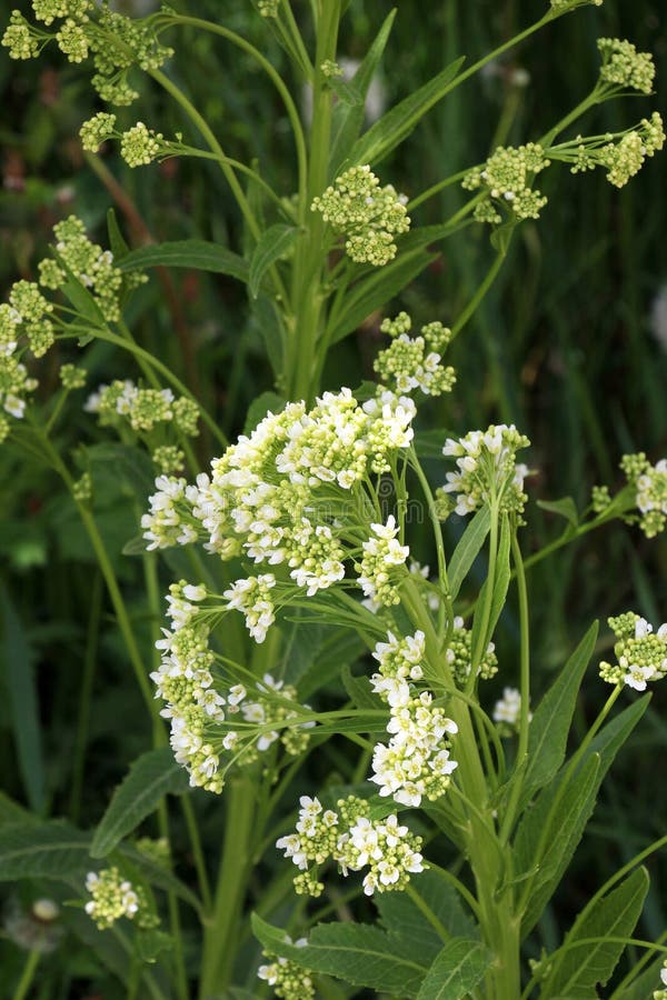 Horseradish (Armoracia Rusticana) Blooms in the Garden Stock Image ...