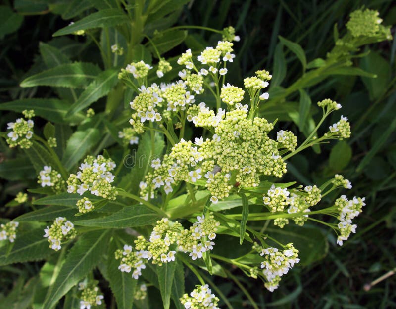 Horseradish (Armoracia Rusticana) Blooms in the Garden Stock Image ...