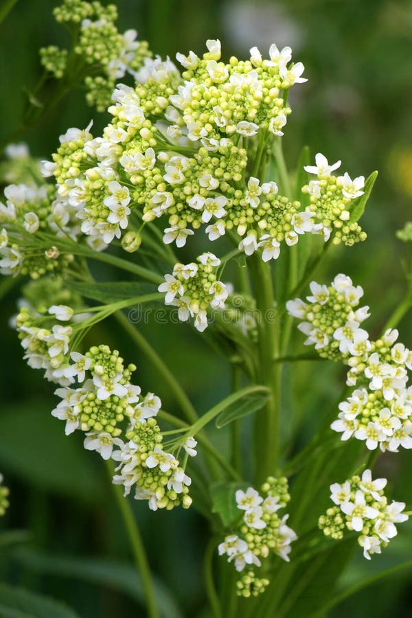 Horseradish (Armoracia Rusticana) Blooms in the Garden Stock Photo ...