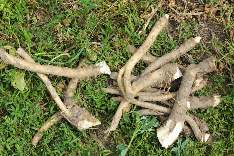 Horseradish Fresh Roots on the Grass Stock Photo - Image of wild ...