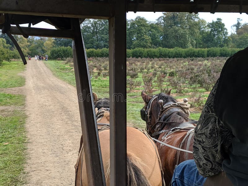 Horseride on Farm stock image. Image of outdoors, farm - 162003407