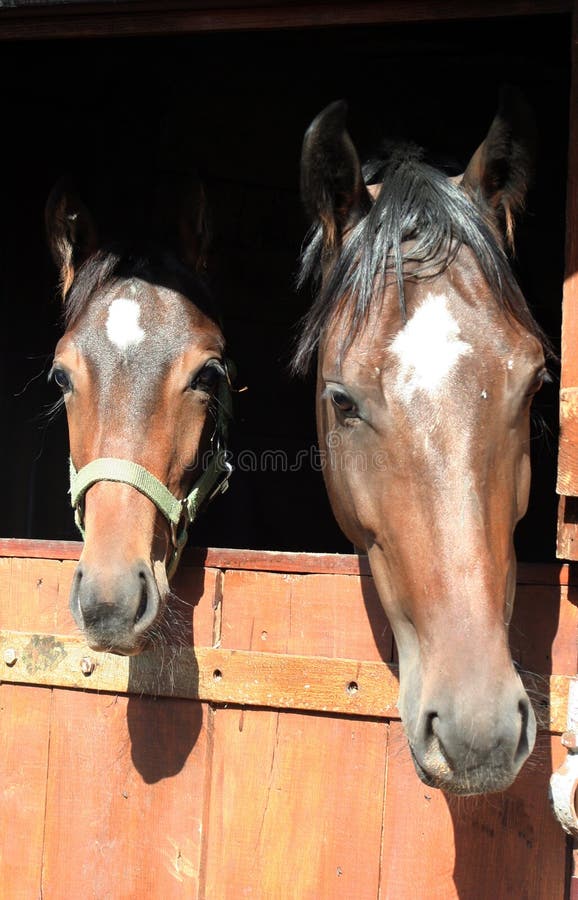 Horses stock image. Image of breeding, wonderful, mare - 11331521