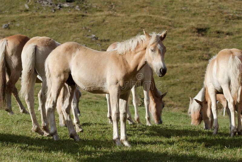Wild horse-tarpan stock photo. Image of horse, animals - 3595392
