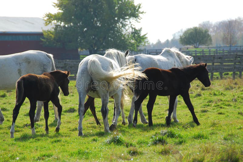 Horses stampeding stock photo. Image of mammal, mare, animal - 2955814