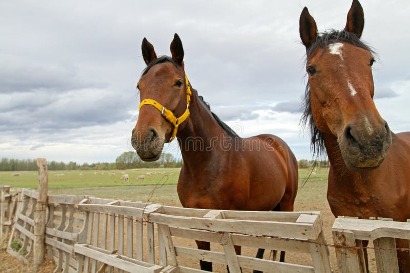 Mule team stock photo. Image of team, teamwork, plow, ready - 3243252