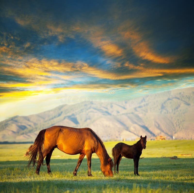 Horses stock image. Image of pasture, field, mare, face - 54175055