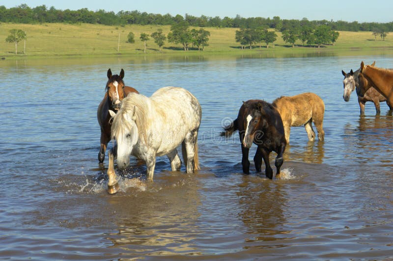 Horses stock image. Image of river, water, paddock, herbivore - 5787765