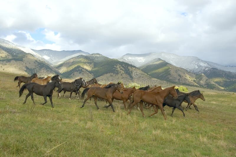 Horses stock image. Image of stampede, montana, west, farm - 5796945