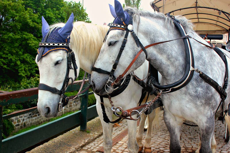 Horses stock photo. Image of prague, love, horses, summer - 86458020